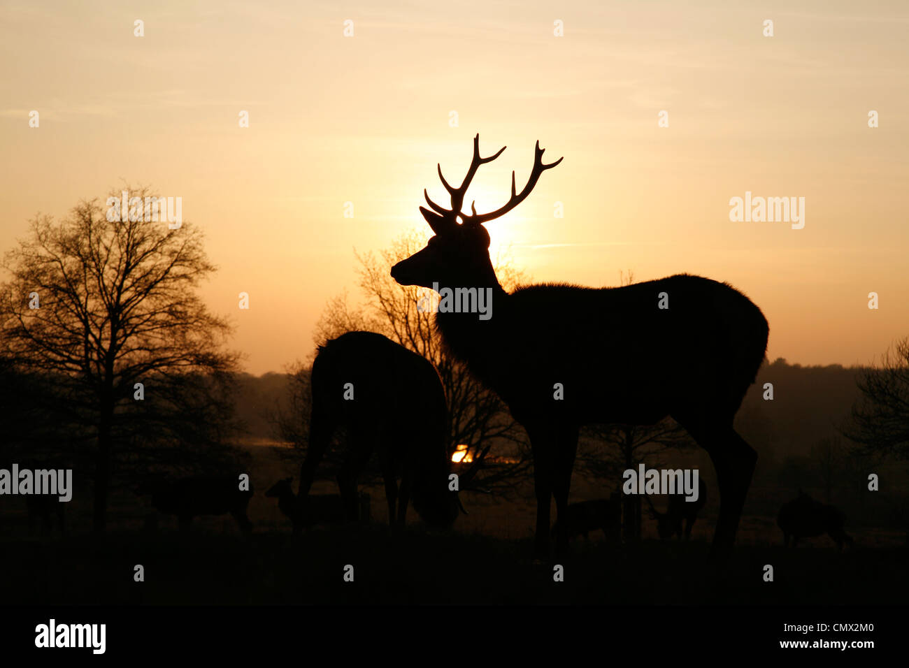 Stag at sunset hi-res stock photography and images - Alamy