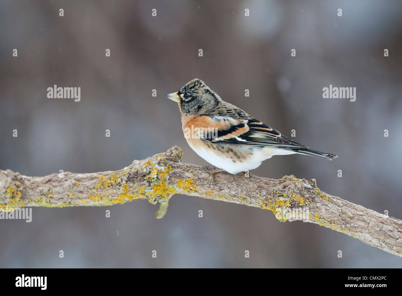 Brambling (Fringilla montifringilla Stock Photo - Alamy