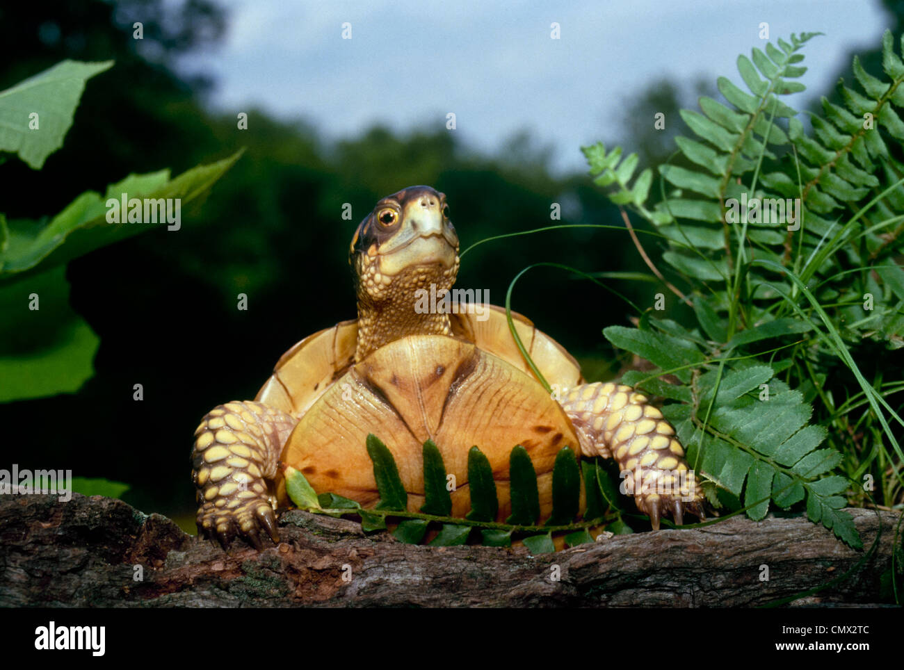 Three-toed Box turtle (Terrapene carolina triunguis) peers over log in ...
