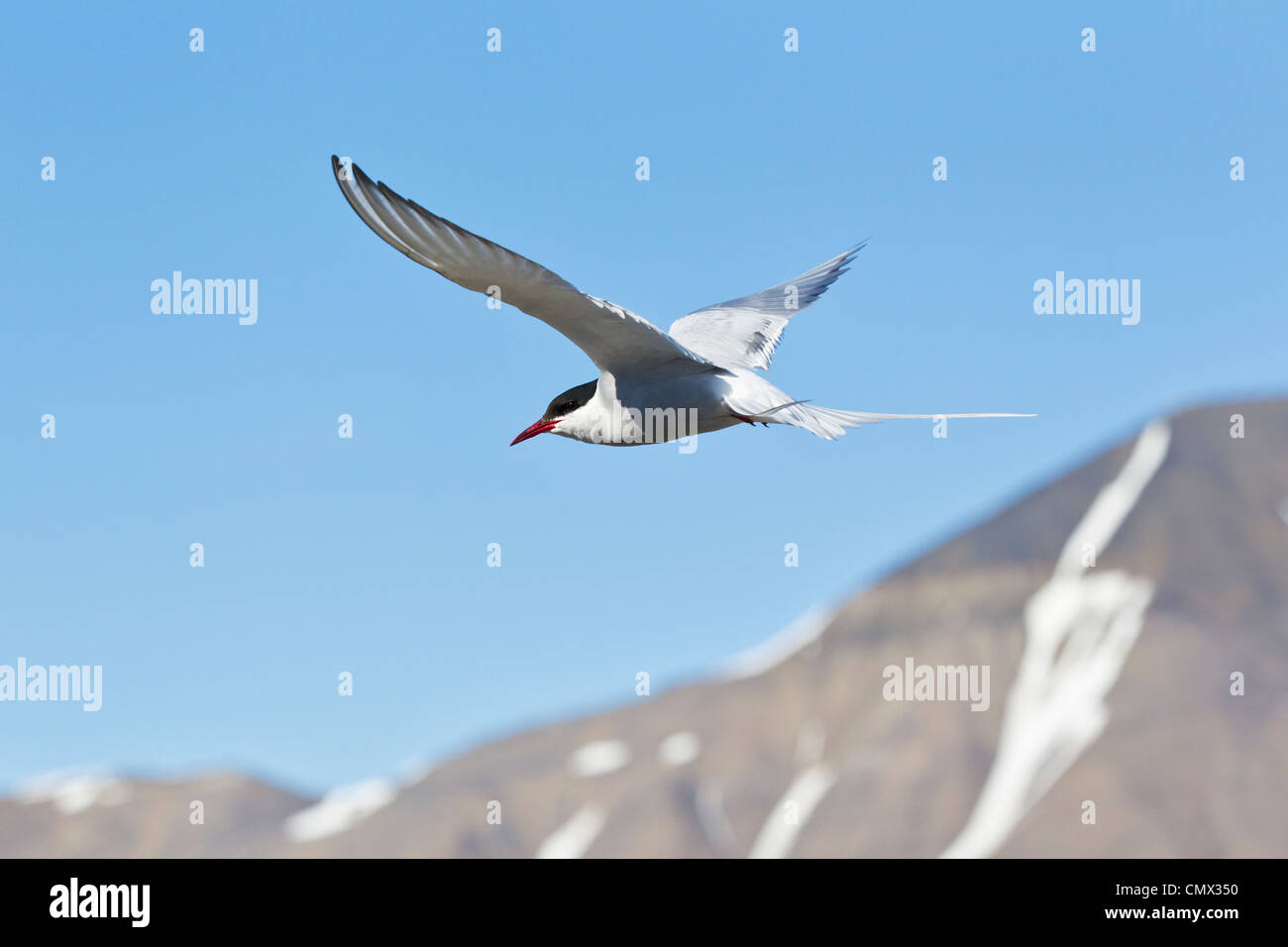 Europe, Norway, Spitsbergen, Svalbard, Longyearbyen, Arctic tern bird ...