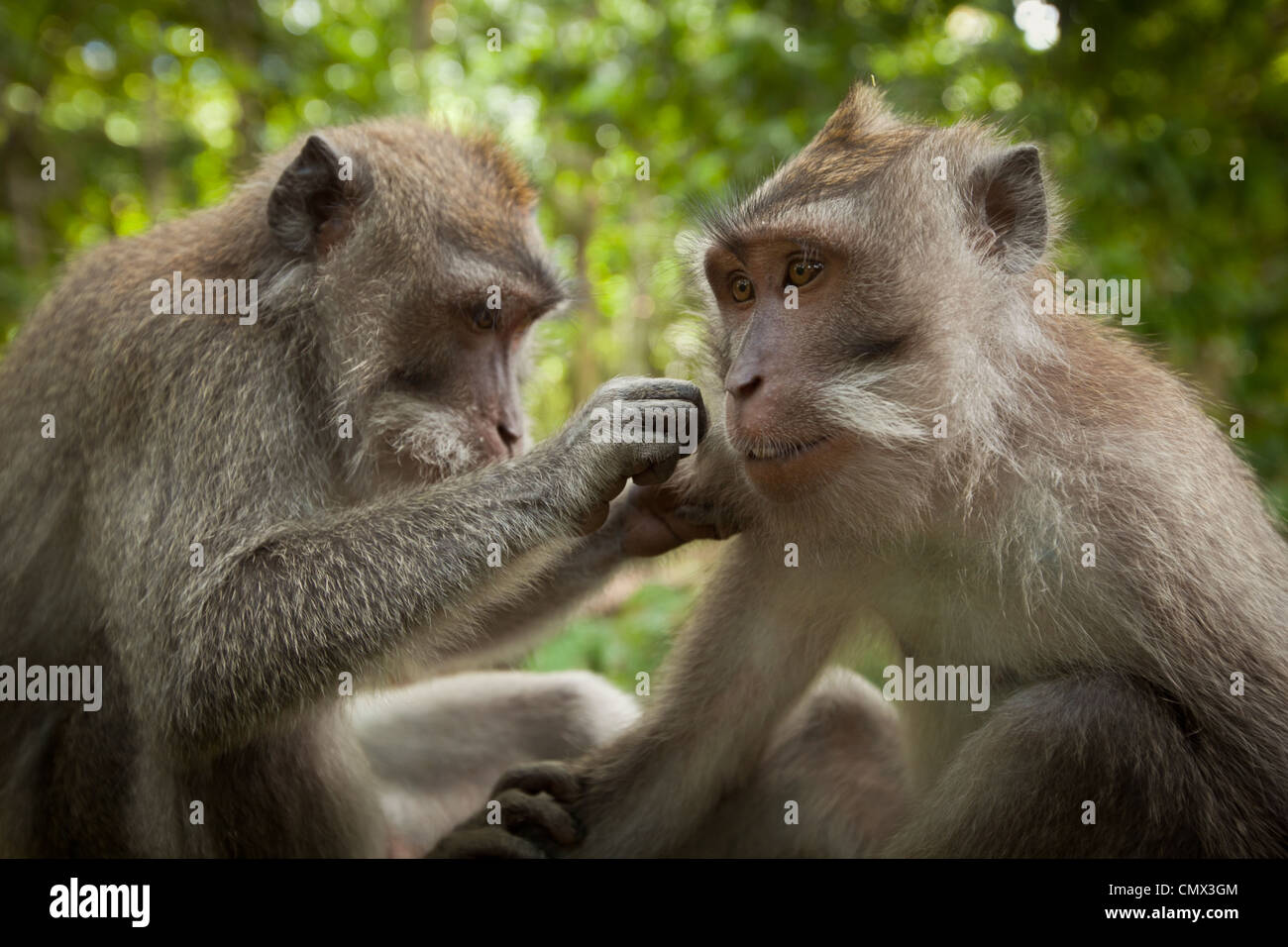 Two monkeys in forest on Bali island Stock Photo - Alamy
