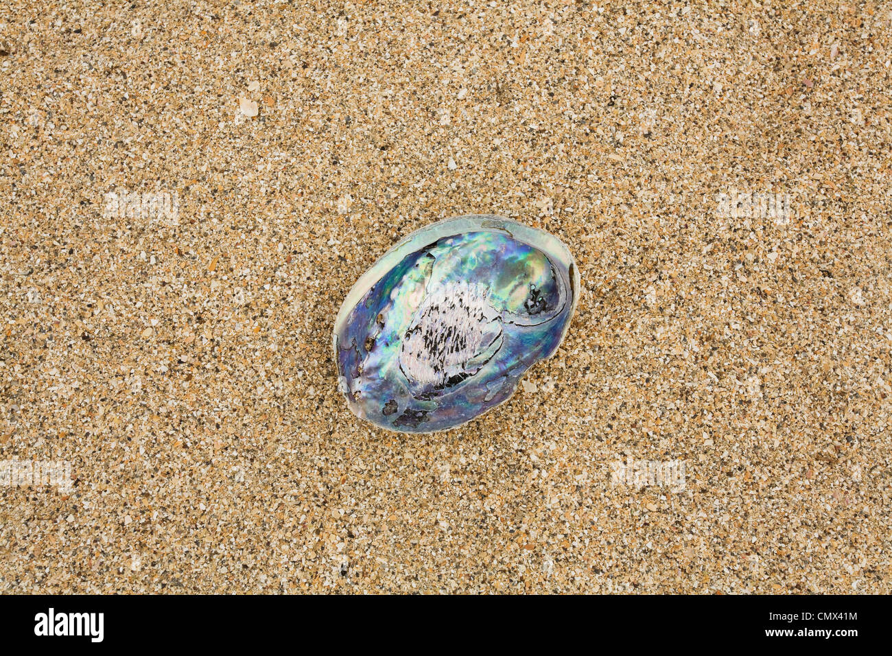 New Zealand, Sea snail shell on sand, close up Stock Photo - Alamy