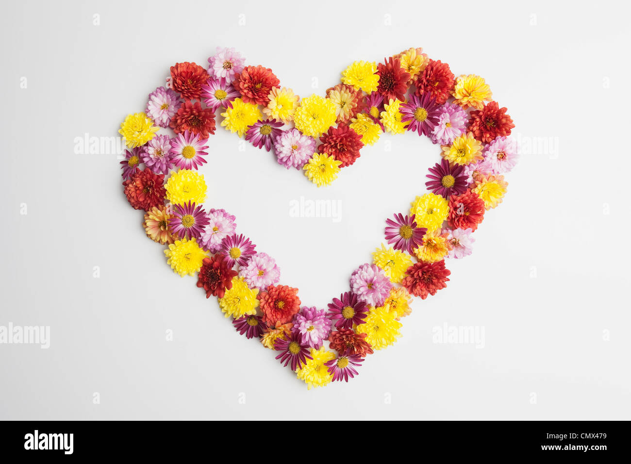 Heart shape of chrysanthemum flowers on white background, close up ...