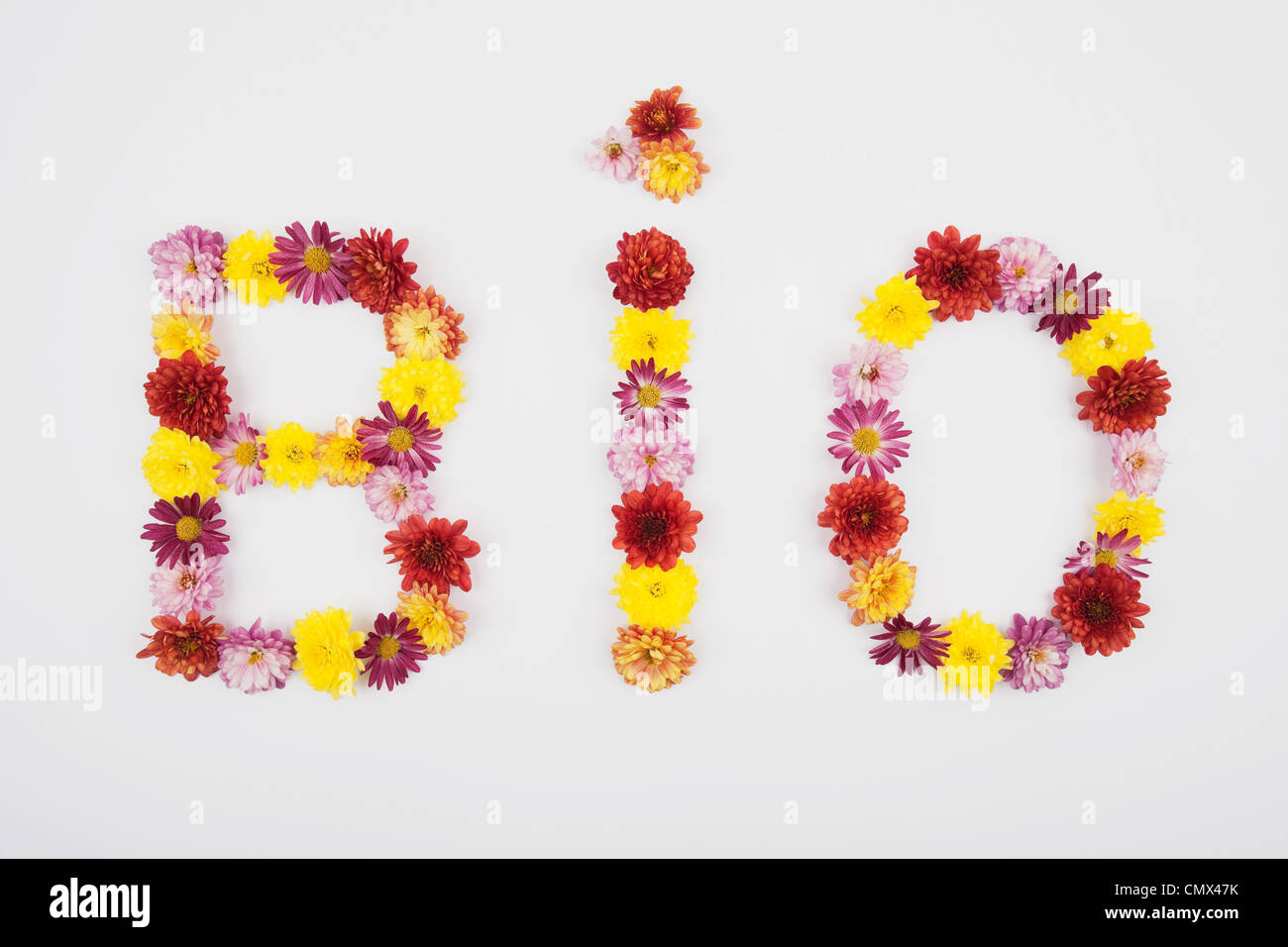 Text bio with chrysanthemum flowers on white background Stock Photo - Alamy