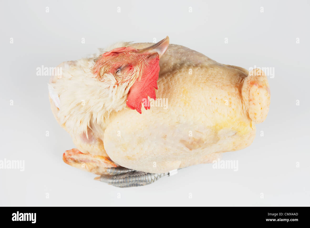 French bresse chicken on white background, close up Stock Photo - Alamy