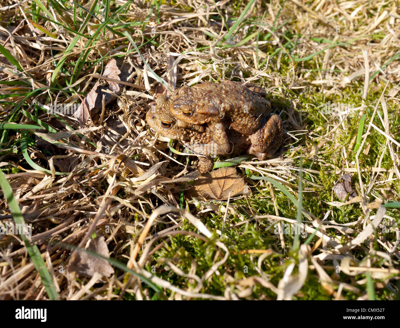 Common Toad (Bufo Bufo) mating Stock Photo - Alamy