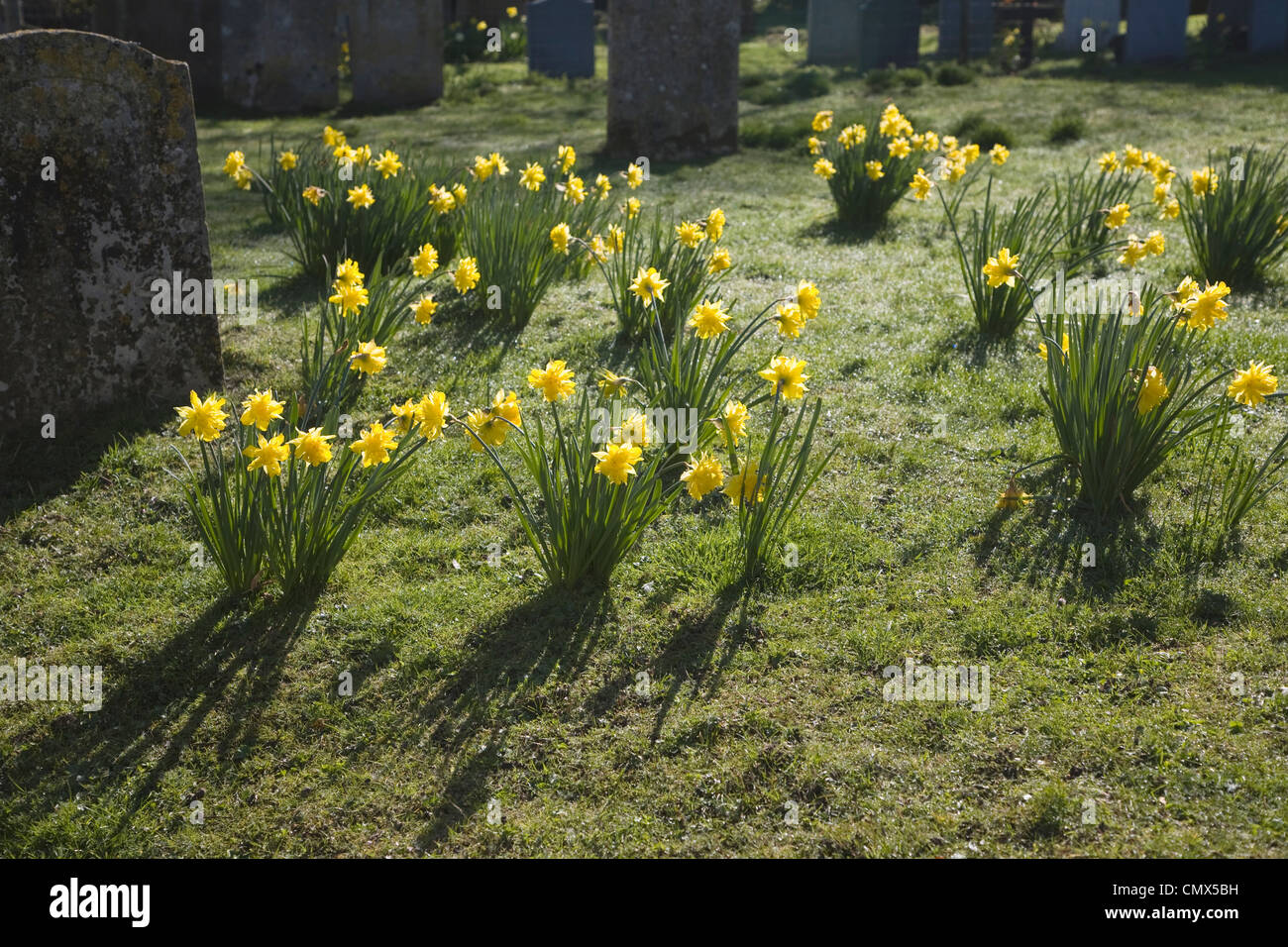 Spring daffodils flowering in church graveyard. Middleton, Suffolk ...
