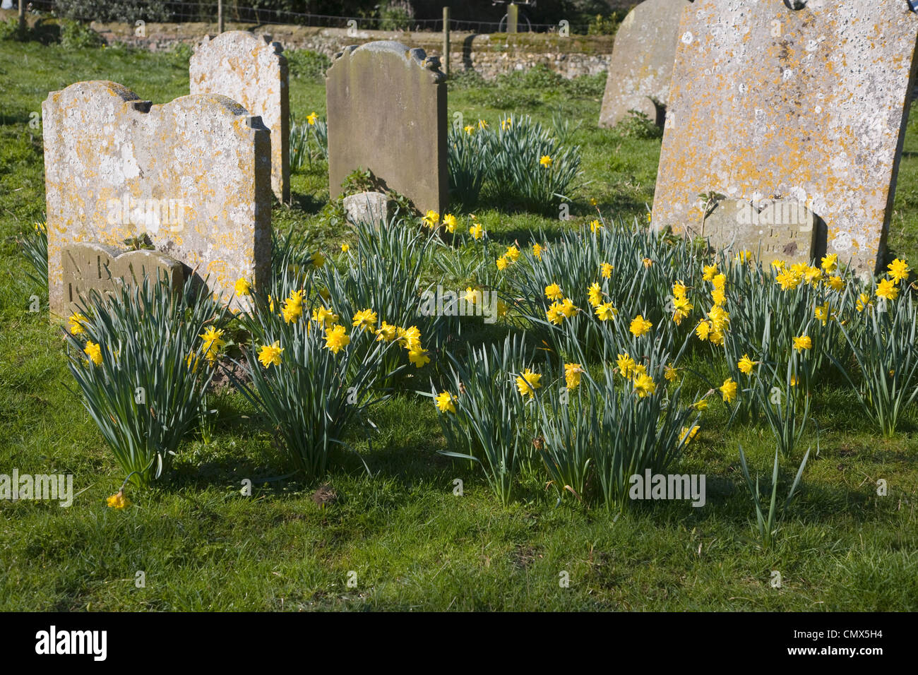 Spring daffodils flowering in church graveyard. Middleton, Suffolk ...
