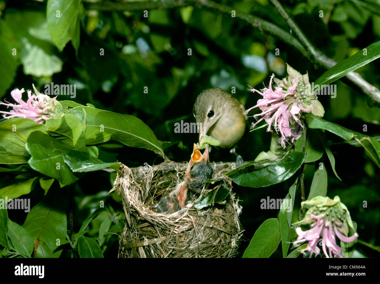 Female Bell's Vireo (Vireo bellii) feeding hatchling a large green ...
