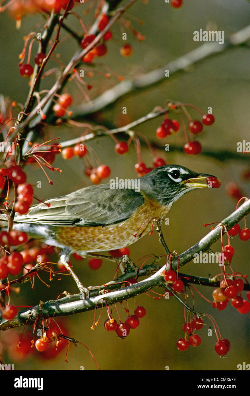 American Robins Snow High Resolution Stock Photography and Images - Alamy