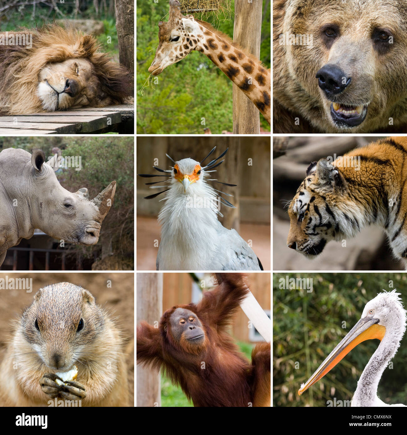 collage photo composition of some wild animals Stock Photo - Alamy