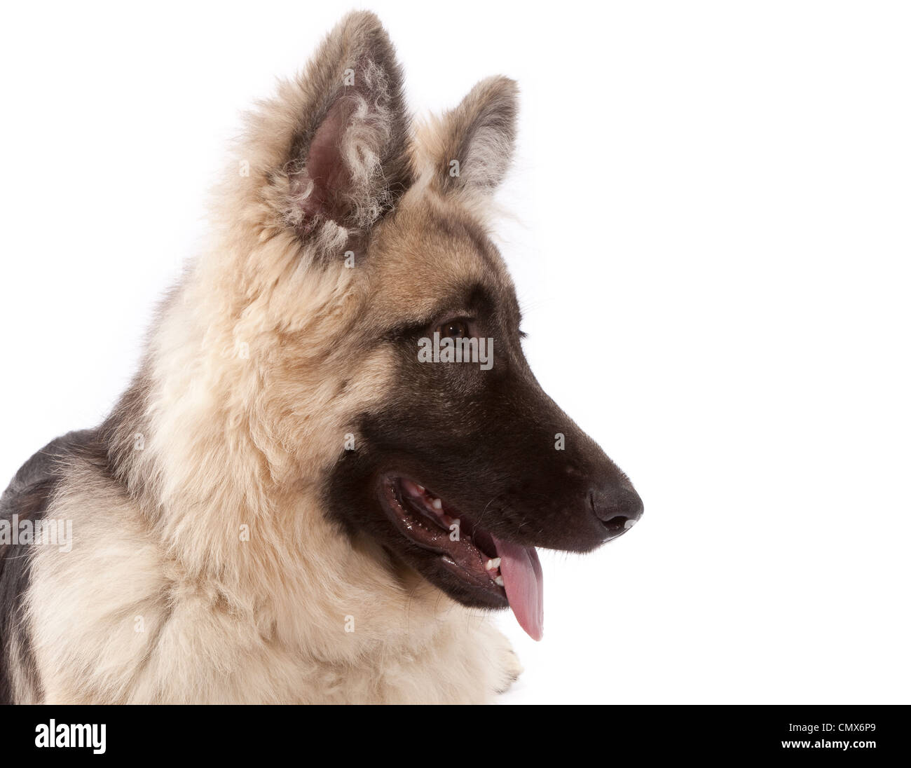 German Shepherd Teeth Aggressive German Shepherd Dog Running And