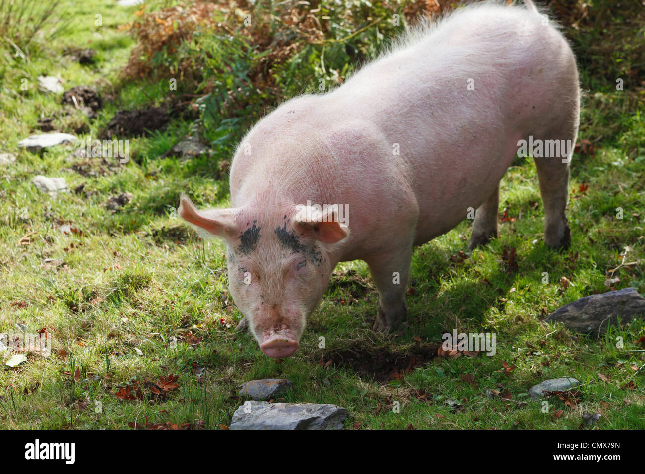 Adult Pig High Resolution Stock Photography and Images - Alamy