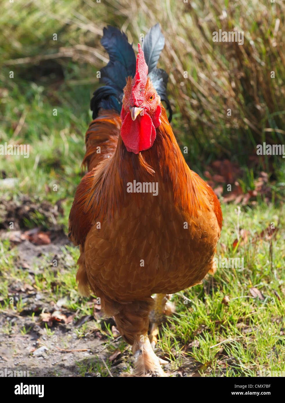 One rooster hi-res stock photography and images - Alamy