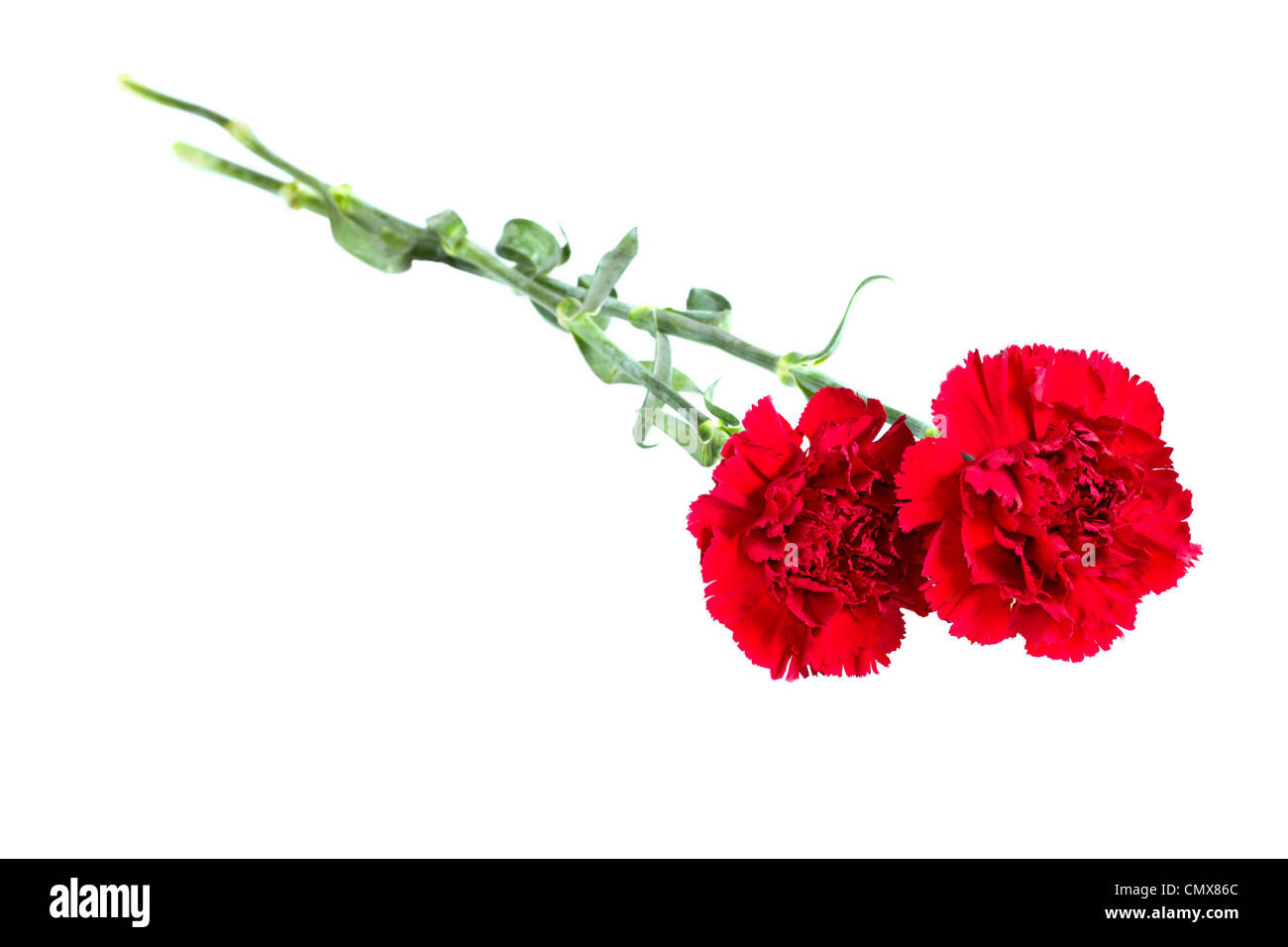 a bud of flower of carnation on a white background Stock Photo - Alamy