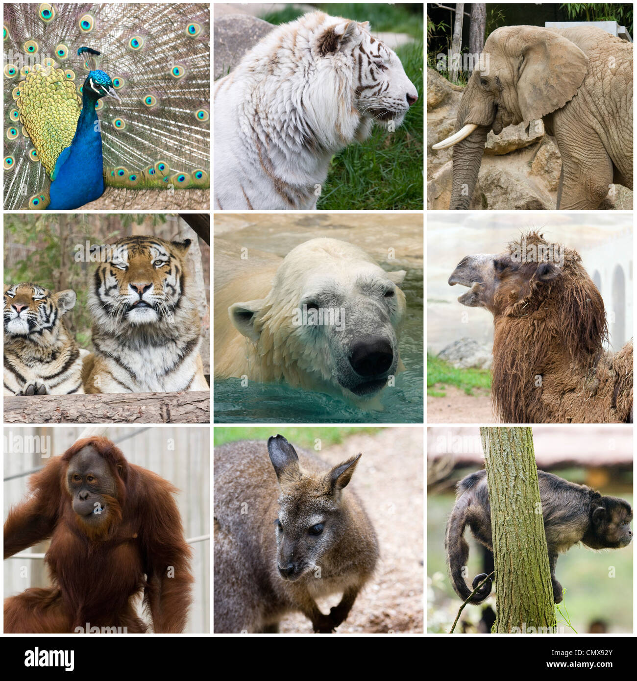 collage photo composition of some wild animals Stock Photo - Alamy