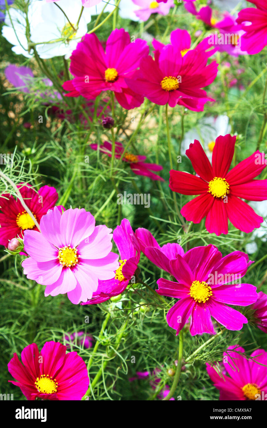 Pink cosmos flowers in a garden Stock Photo - Alamy
