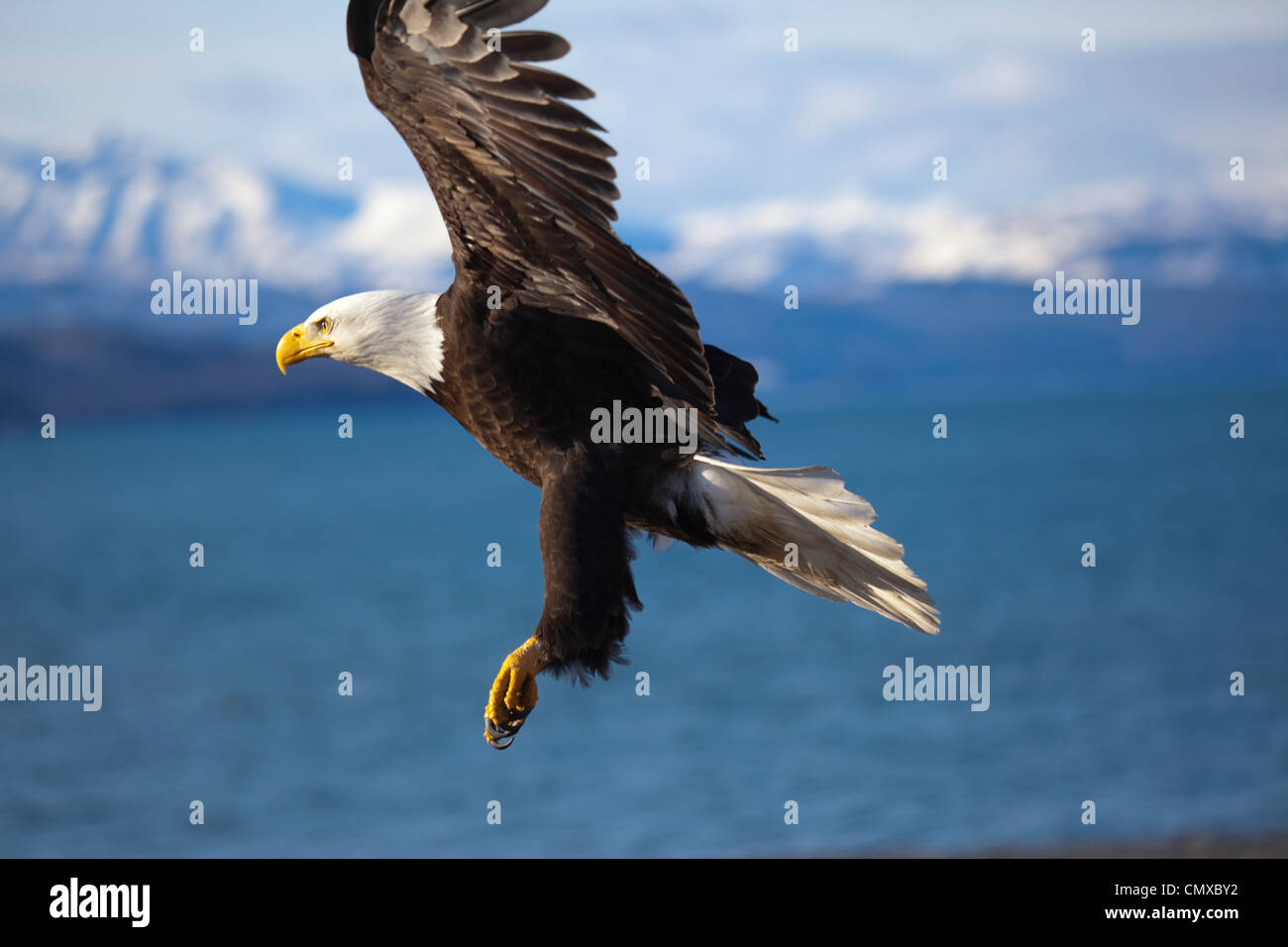 Bald eagle flying hi-res stock photography and images - Alamy