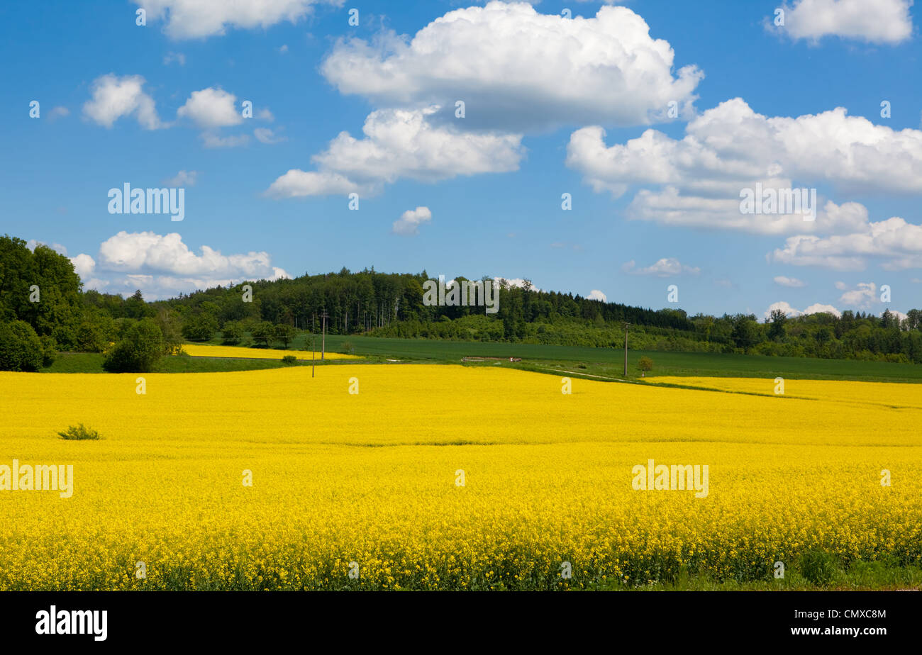 Bloom in mustard field hi-res stock photography and images - Alamy