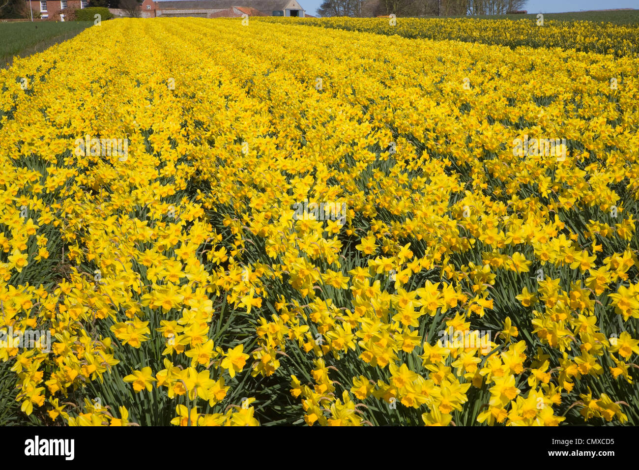 Daffodil varieties hi-res stock photography and images - Alamy