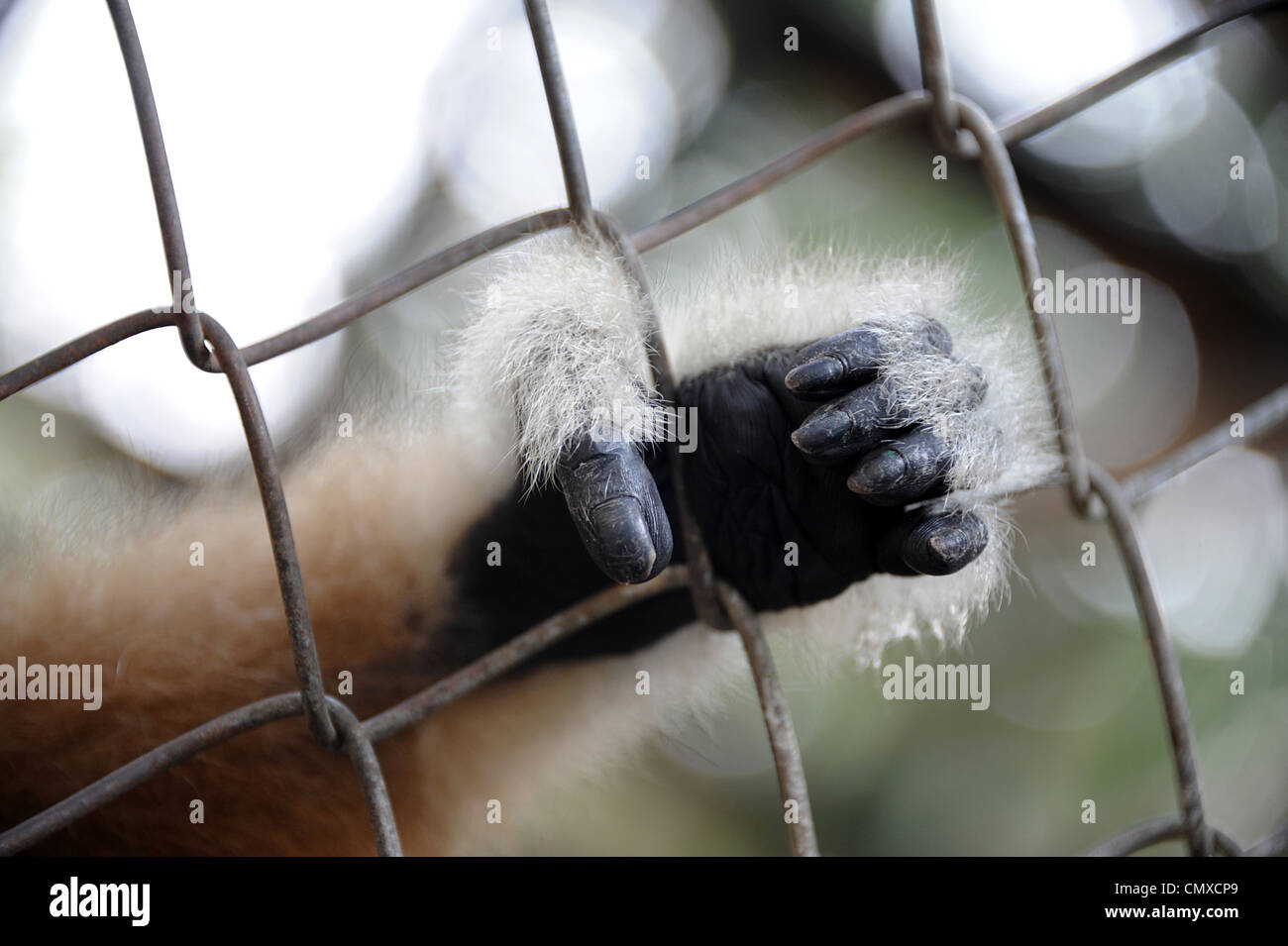 Monkey paw hi-res stock photography and images - Alamy