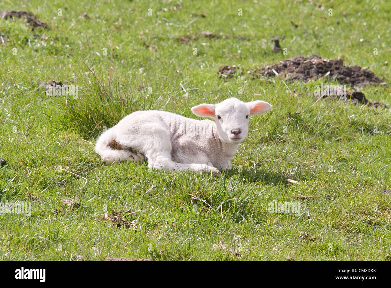 English spring lamb hi-res stock photography and images - Alamy