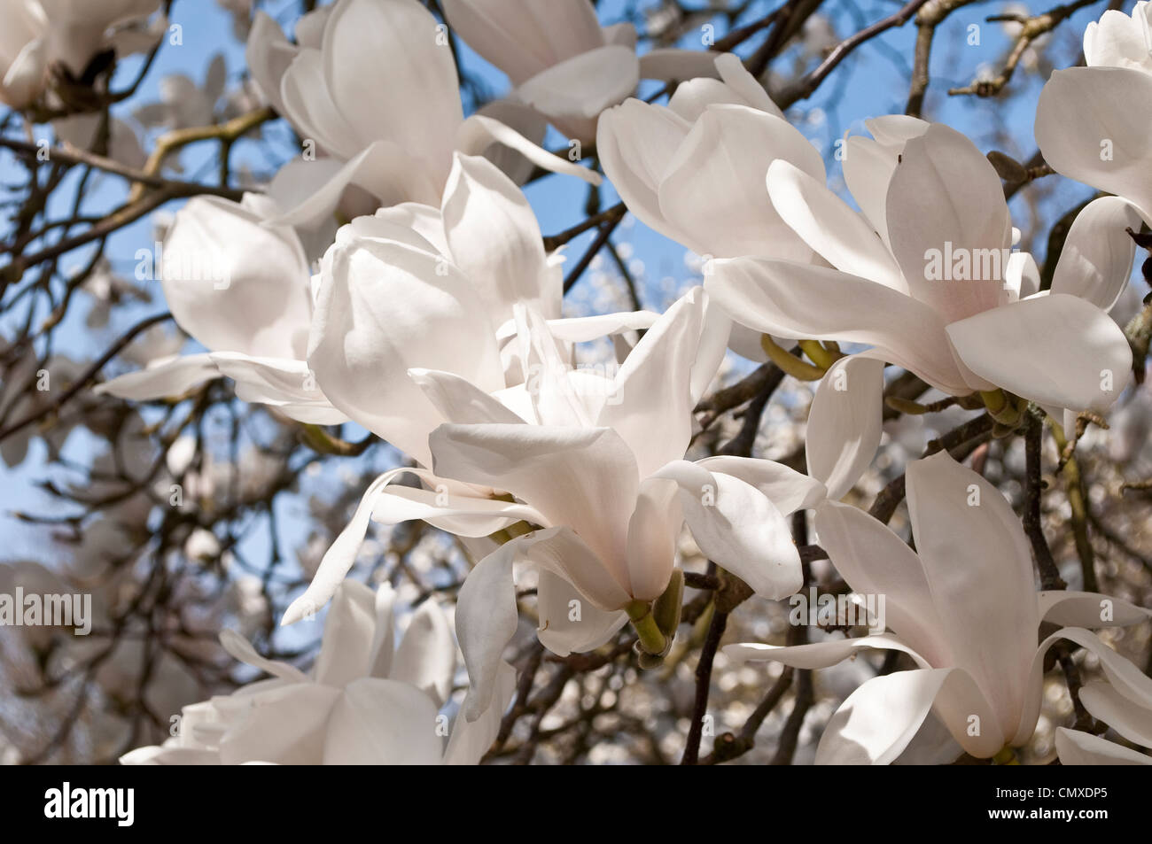 Magnolia magnolia columbus hi-res stock photography and images - Alamy