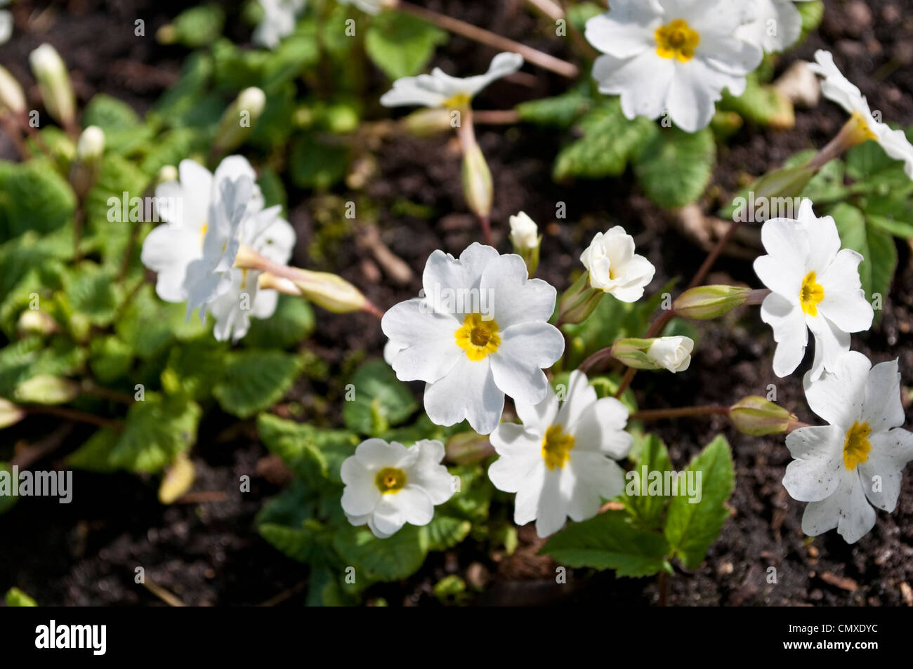 White primrose hi-res stock photography and images - Alamy