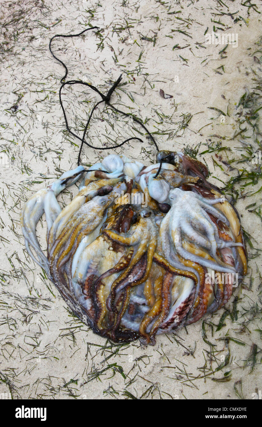 Octopus, Kenya, Africa Stock Photo - Alamy