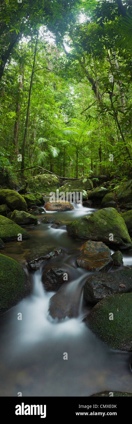 Rainforest stream at Mossman Gorge in the Daintree National Park ...