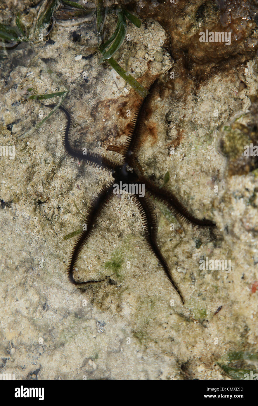 Sea Spider, Kenya, Africa Stock Photo - Alamy