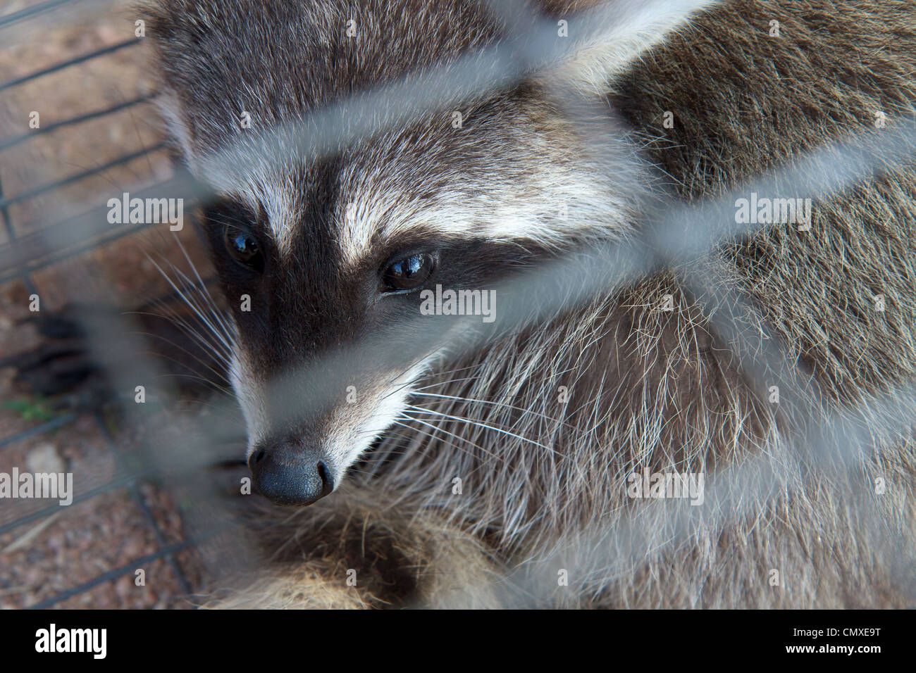 Trapped raccoon in a cage Stock Photo - Alamy