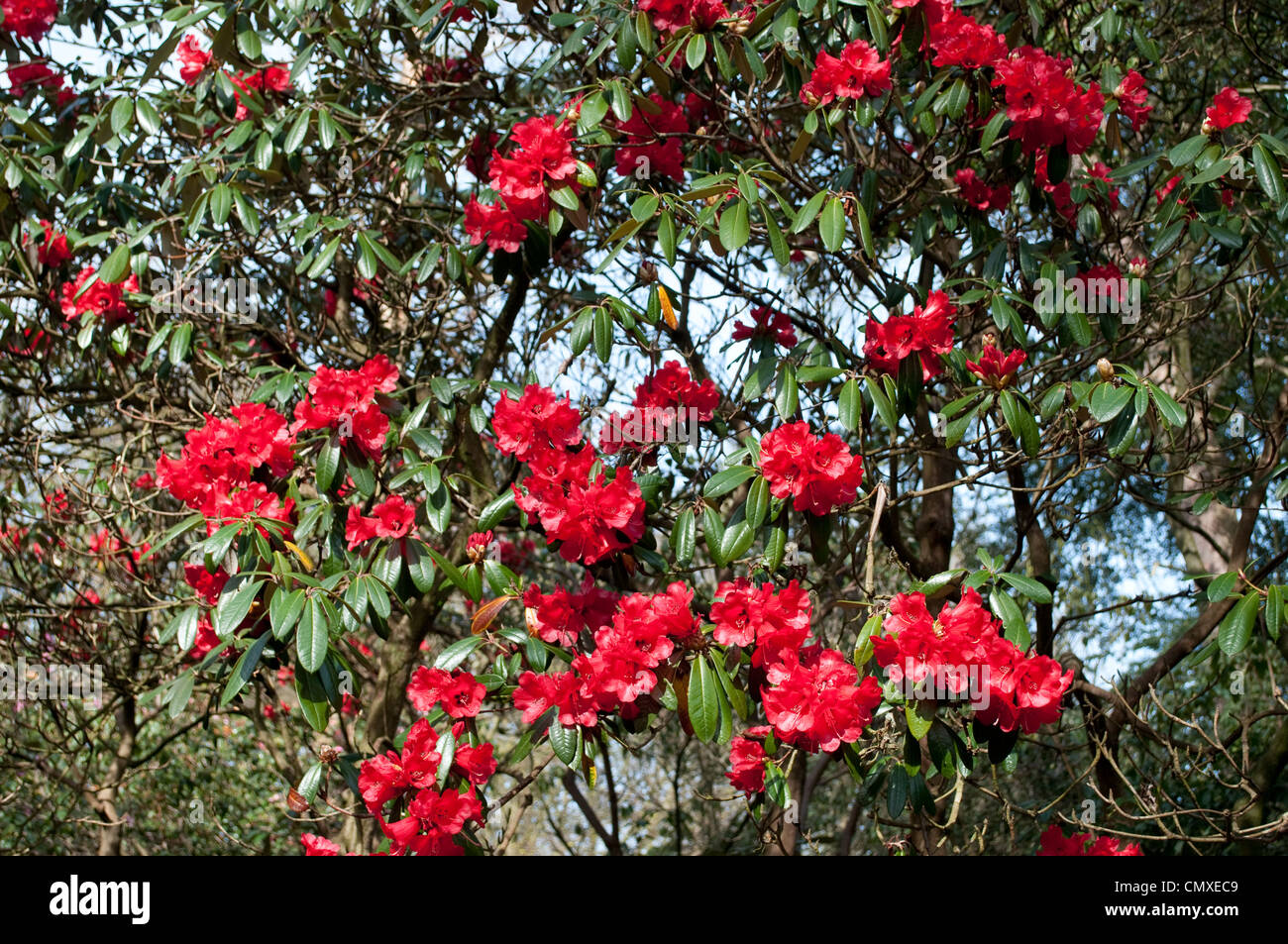 Tree rhododendron rhododendron arboreum High Resolution Stock ...
