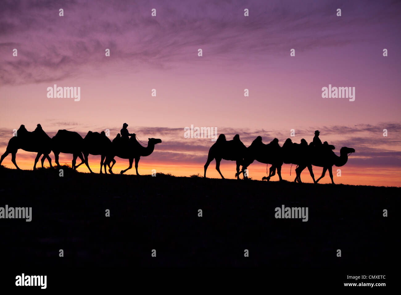 Camel group walking on the send at glow in the sky Stock Photo - Alamy