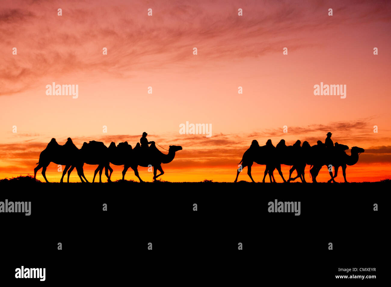 Camel group walking on the send at glow in the sky Stock Photo - Alamy