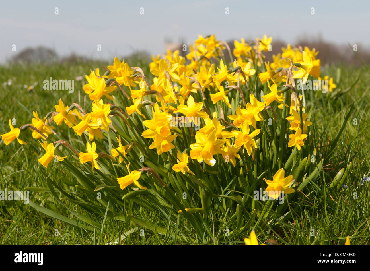 Miniature daffodils hi-res stock photography and images - Alamy