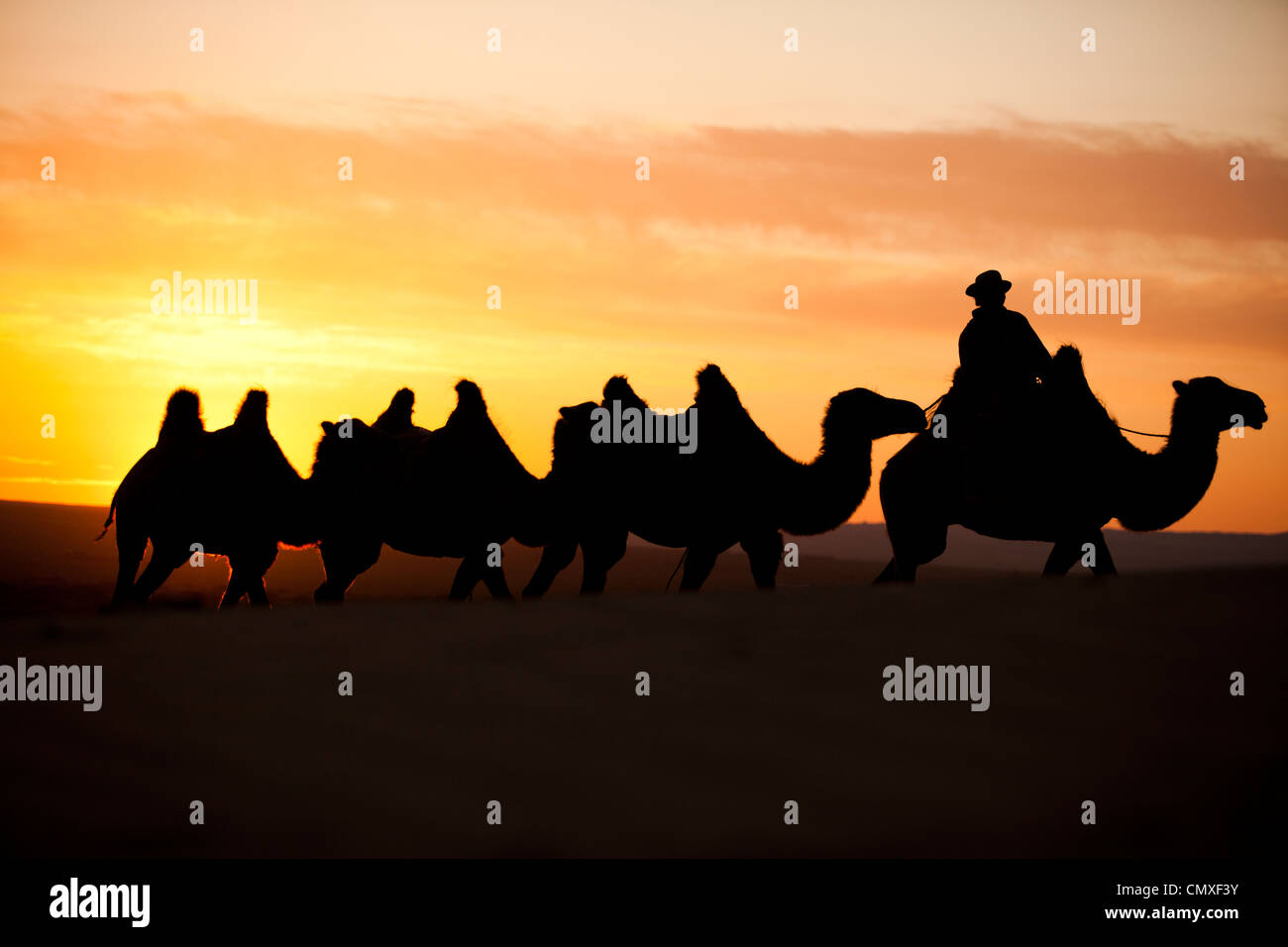 Camel group walking on the send at glow in the sky Stock Photo - Alamy
