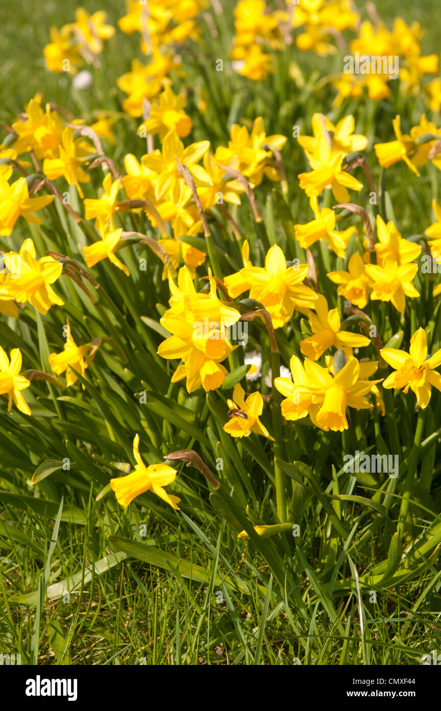 Miniature daffodils hi-res stock photography and images - Alamy