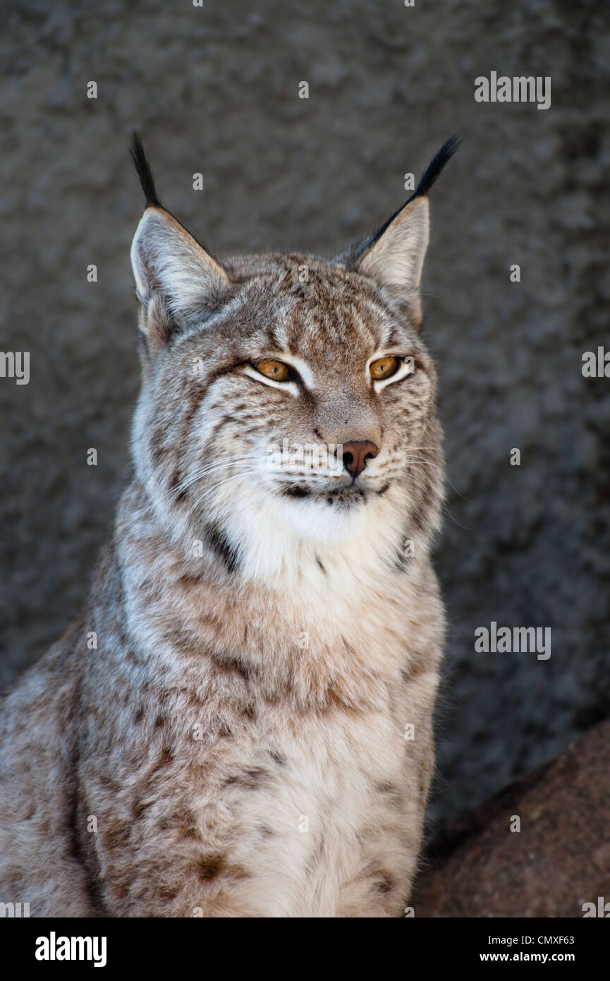 Lynx cat hi-res stock photography and images - Alamy