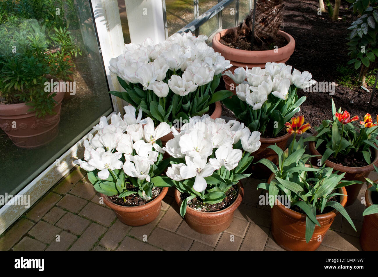 Jubilee flowers hi-res stock photography and images - Alamy