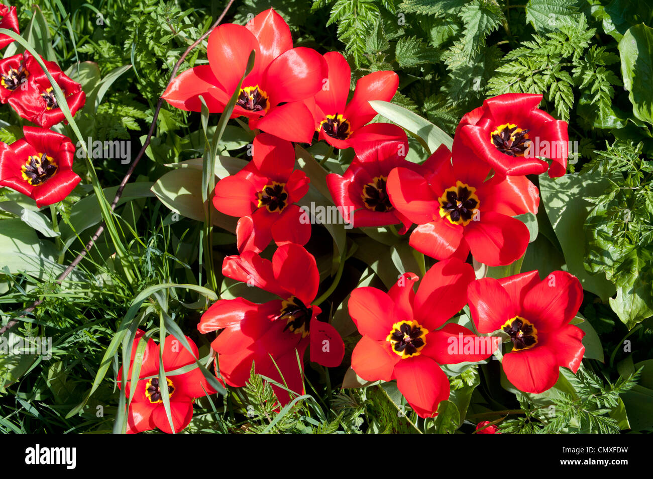 Open in the sun hi-res stock photography and images - Alamy