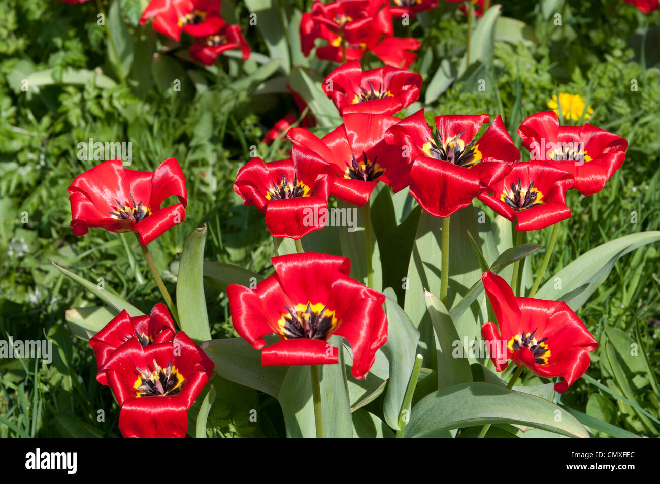 Open in the sun hi-res stock photography and images - Alamy