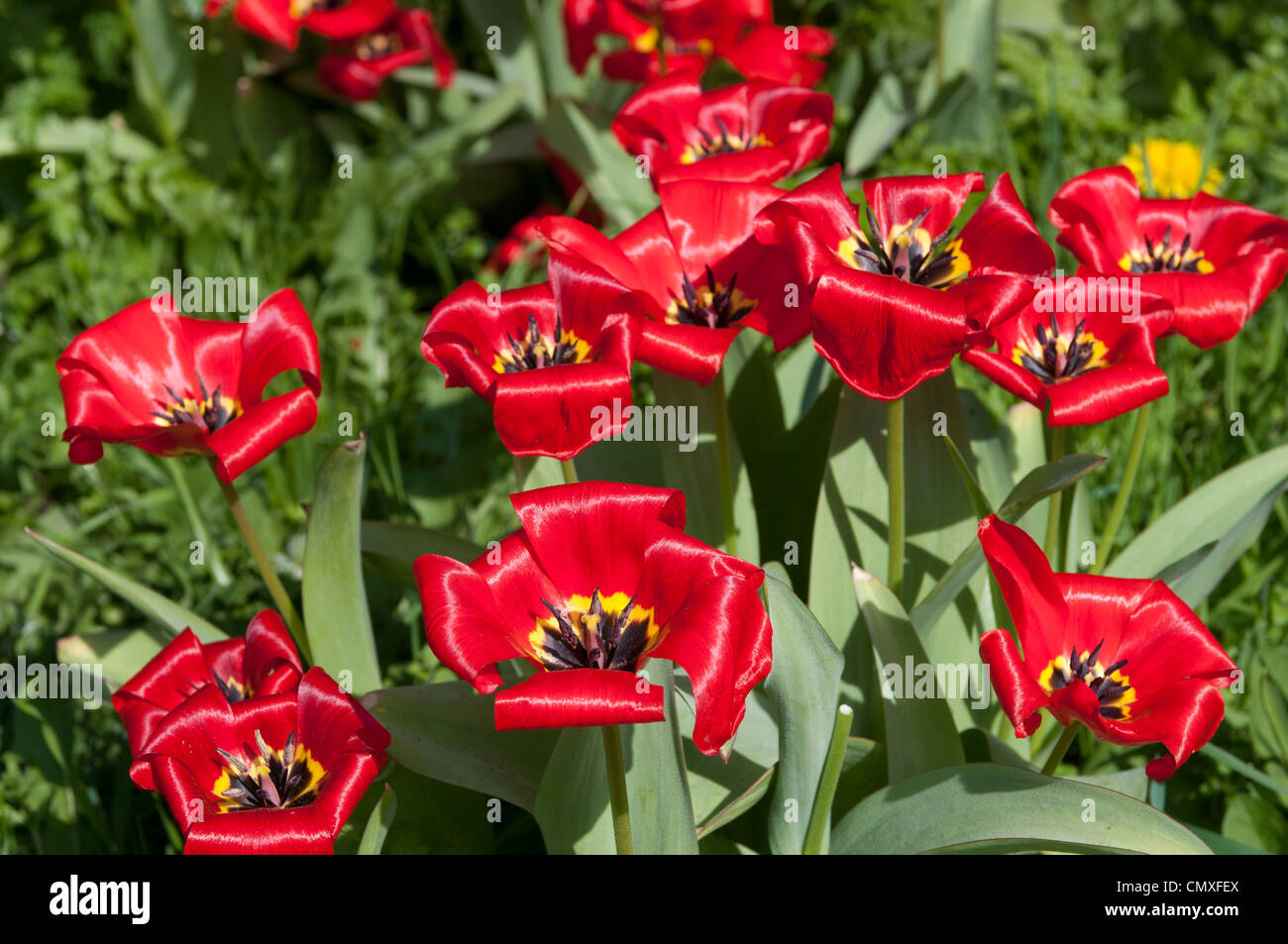 Open in the sun hi-res stock photography and images - Alamy