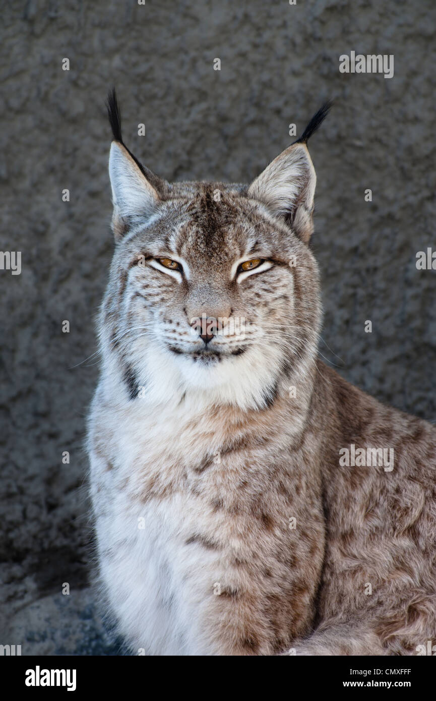 Lynx cat hi-res stock photography and images - Alamy