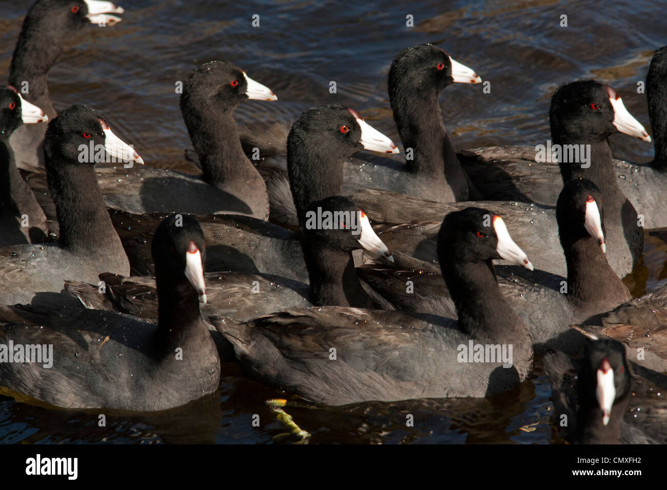 American Coots - Green Cay Wetlands - Boynton Beach, Florida USA Stock ...