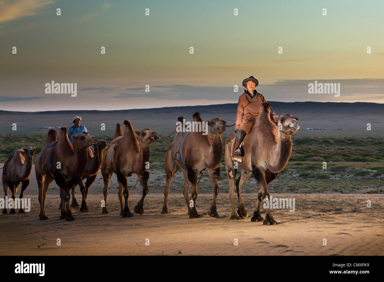 Bactrian camel with rider hi-res stock photography and images - Alamy