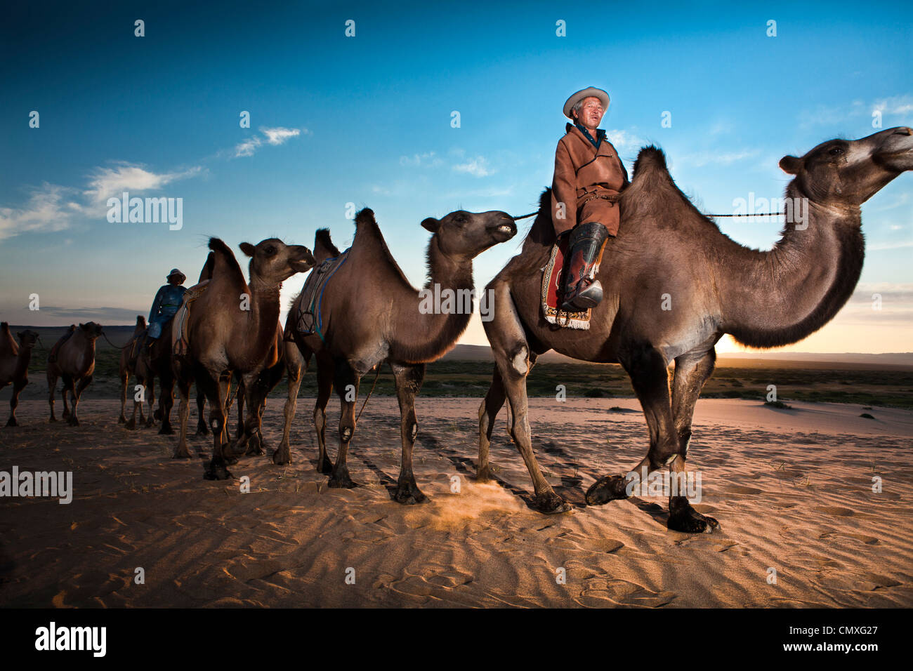 Camel and rider walk on Gobi desert at Khongor sand dune, Mongolia ...