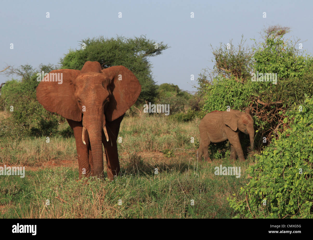 Elephants on Safari Kenya Stock Photo - Alamy