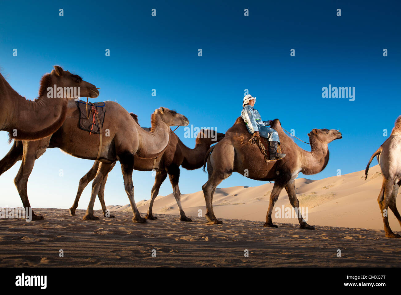 Camel and rider walk on Gobi desert at Khongor sand dune, Mongolia ...