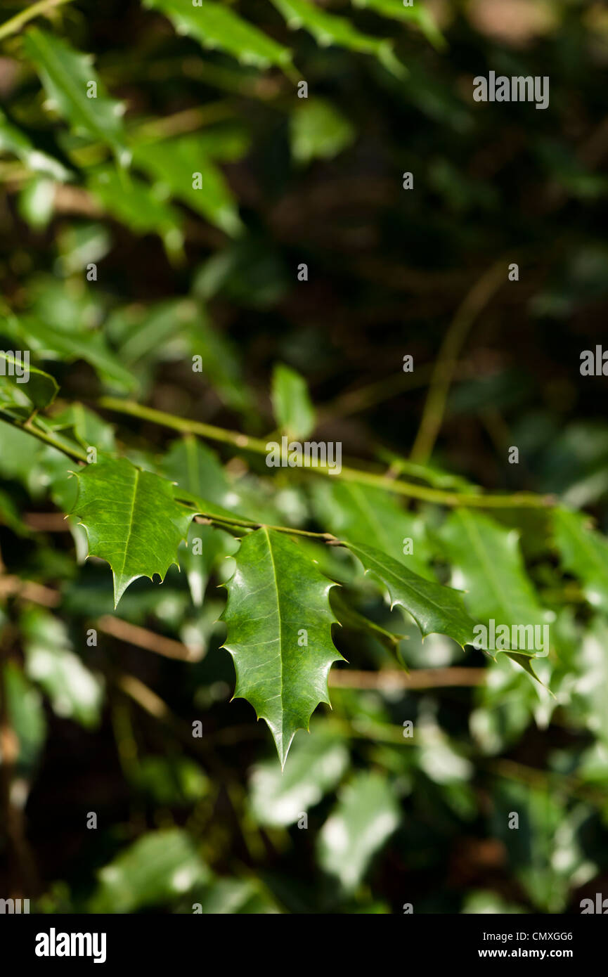 Ilex aquifolium, Common Holly Stock Photo - Alamy